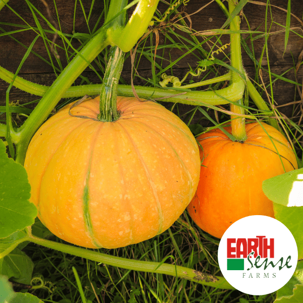 Yellow Pumpkin – Earth Sense Farms