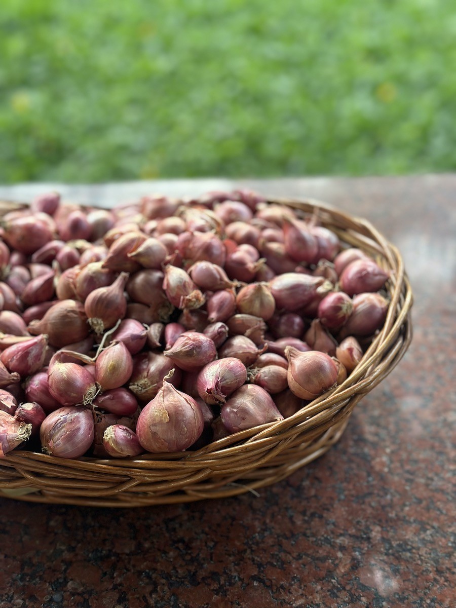 Shallots/Small Onions – Earth Sense Farms