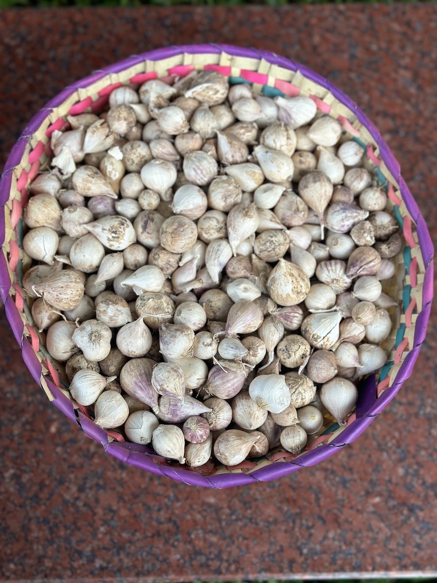 Single Clove Garlic – Earth Sense Farms